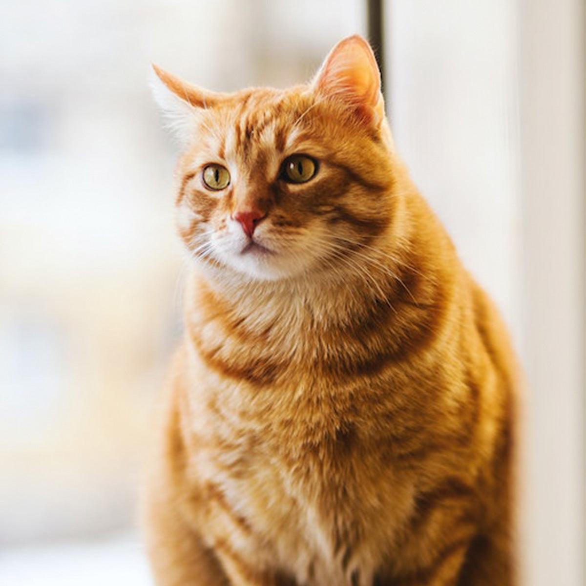 Kradsetræ & brædder - animondo.dk